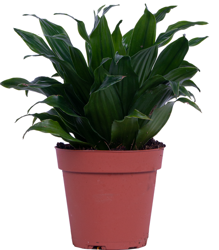 Dracaena Janet Craig Compacta | 4" Pot | Easy Care Houseplant | Plantsome