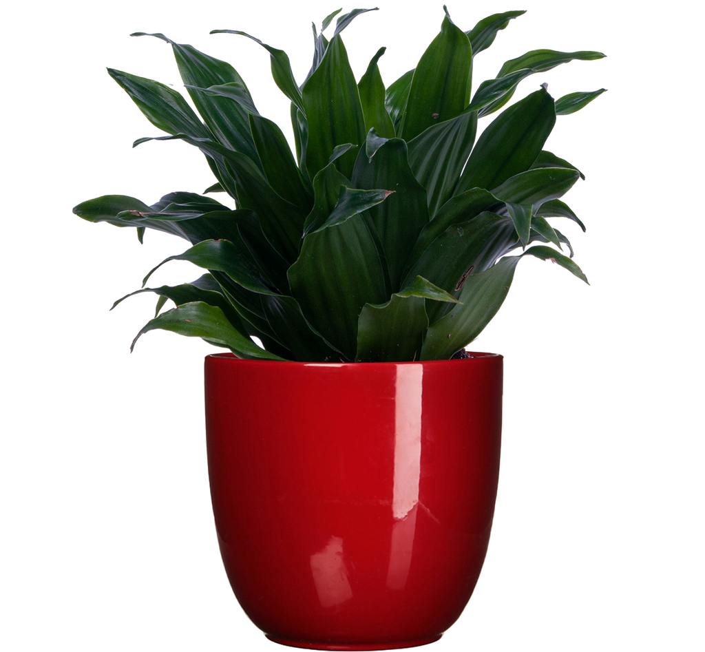 Dracaena Janet Craig Compacta | 4" Pot | Easy Care Houseplant | Plantsome