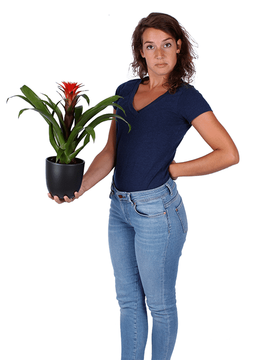 Guzmania Hope Red | Bromeliad | 6" Pot | Pet Friendly And Easy Care ...