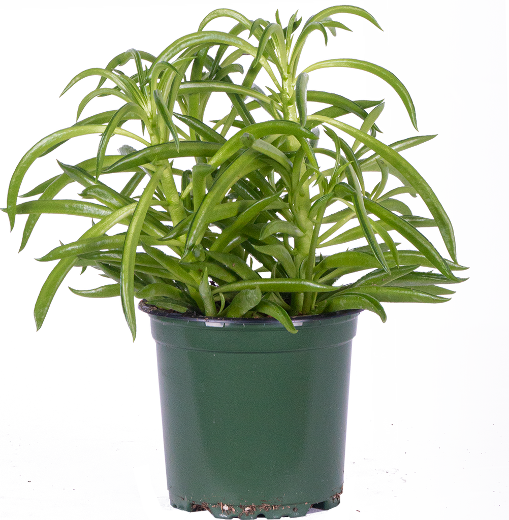 Peperomia Ferreyrae | Happy Bean | 4" Pot | Pet Friendly And Easy Care ...