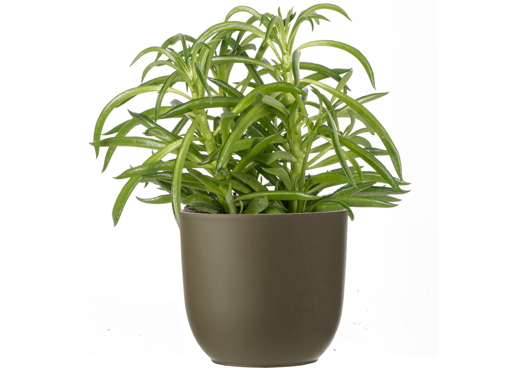 Peperomia Ferreyrae | Happy Bean | 4" Pot | Pet Friendly And Easy Care ...