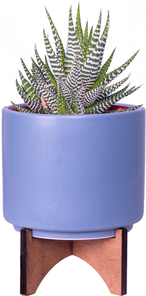 Haworthia | Zebra Cactus | 4" Pot | Pet Friendly And Easy Care ...