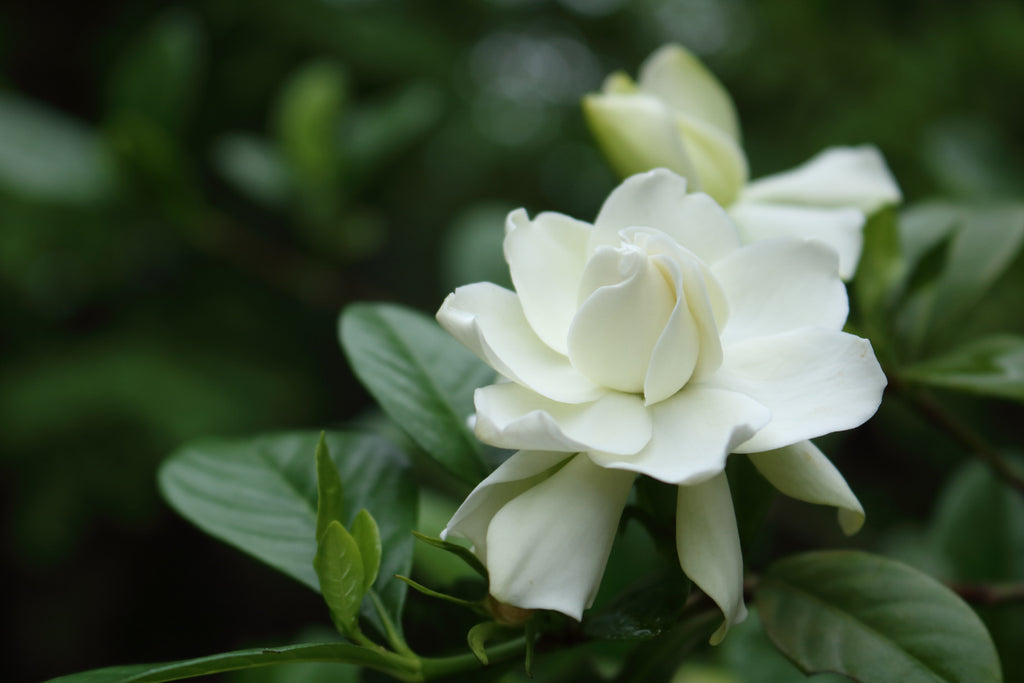 Gardenia Standard | 10" Pot | Garden Plant | Plantsome