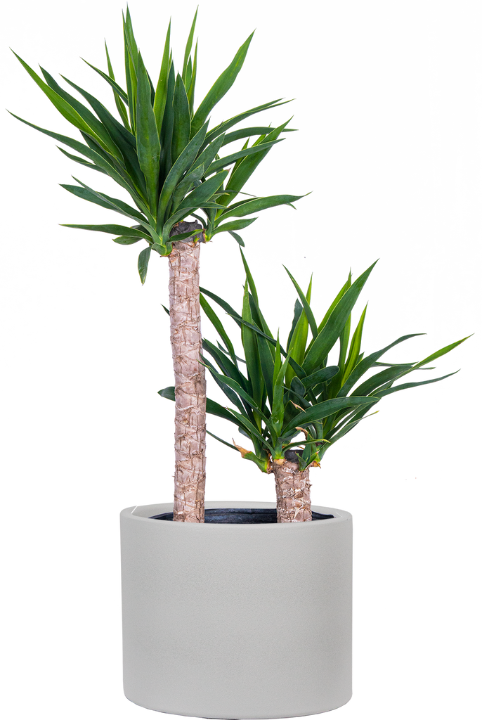 Joshua Tree Cane Yucca | 10" Pot | Easy Care Houseplant | Plantsome