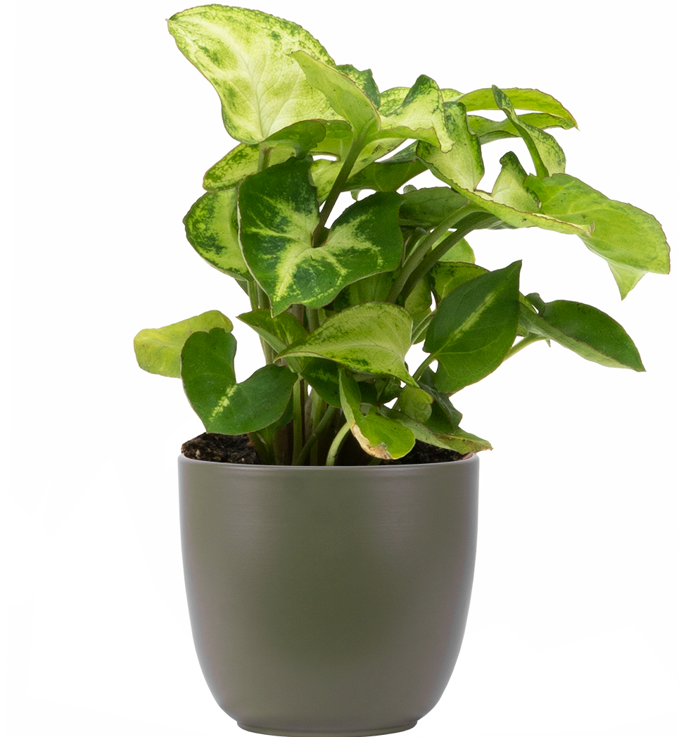 Syngonium Podophyllum | Nephthytis Butterfly | 2.5" Pot | Houseplant ...